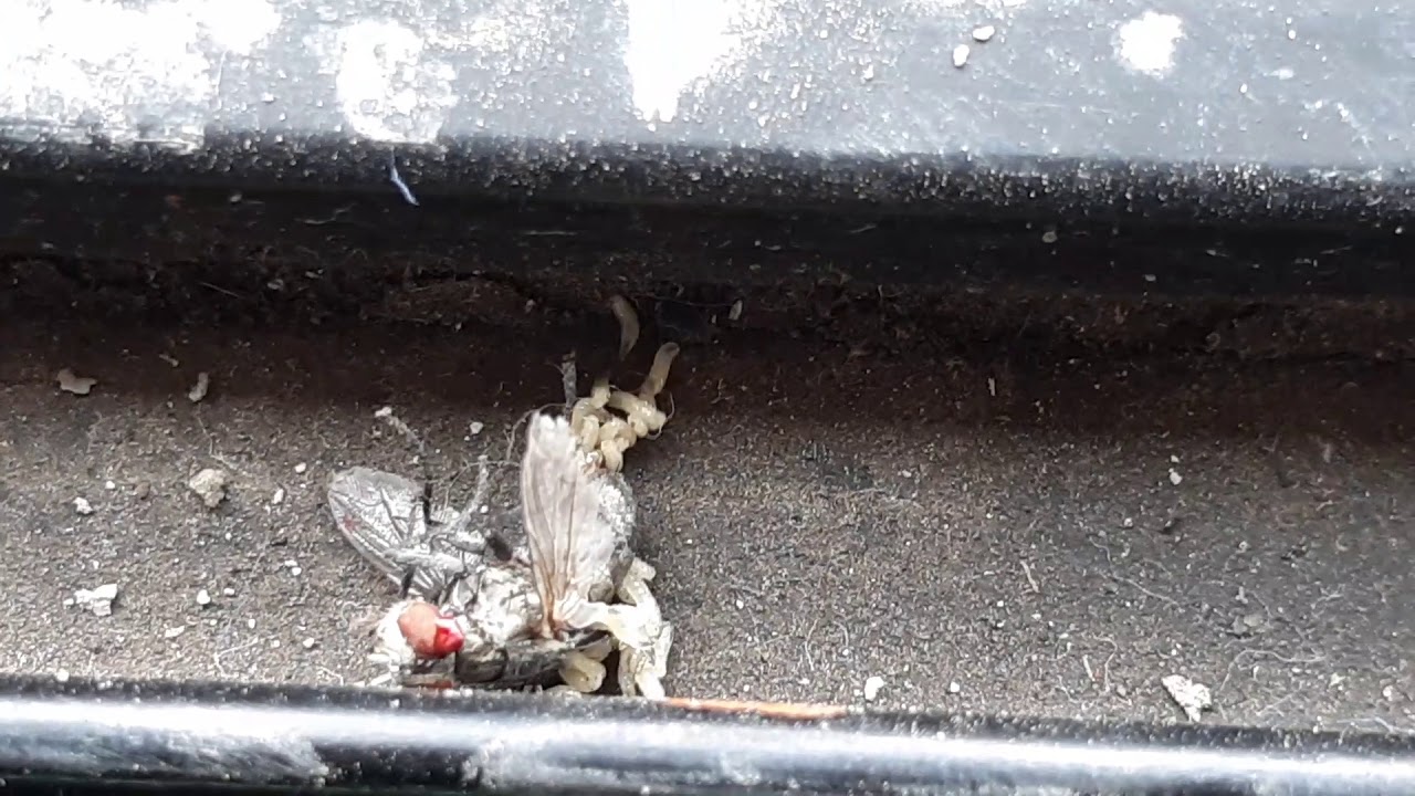 I Squashed a Fly, And This Came Out Part 2 - YouTube