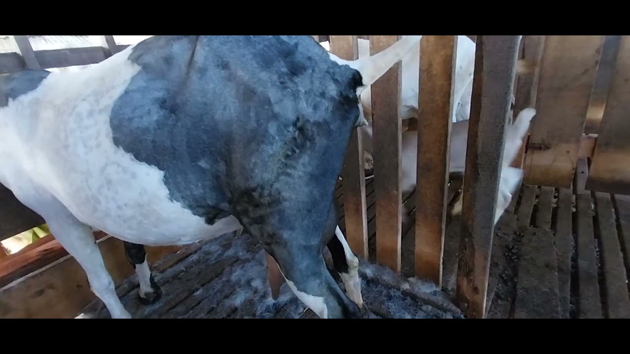 cara jitu mengatasi kutu pada kambing - YouTube