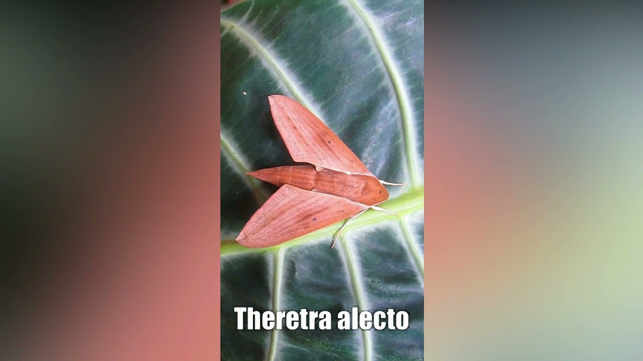 PHILIPPINES LEVANT HAWK MOTH : THERETRA ALECTO - YouTube