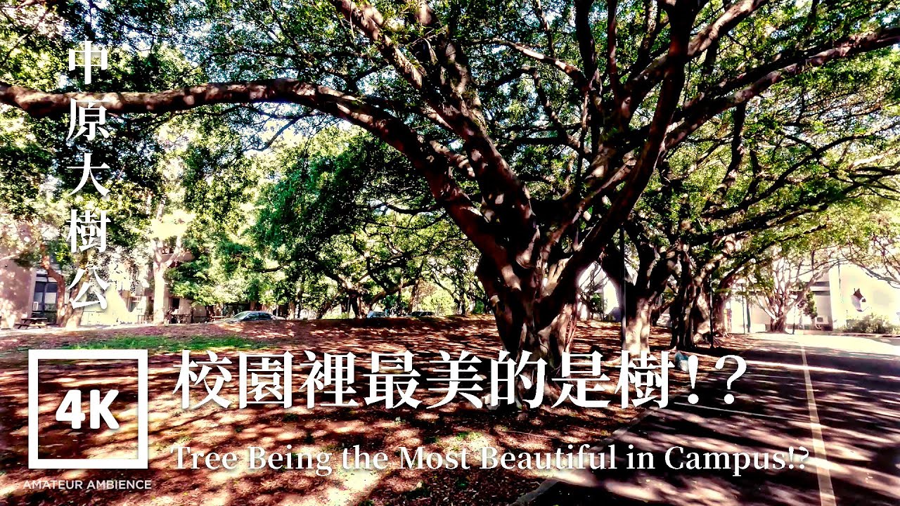 Taiwan Walk 中原大學 Chung Yuan Christian University Asmr Amateur Ambience ...