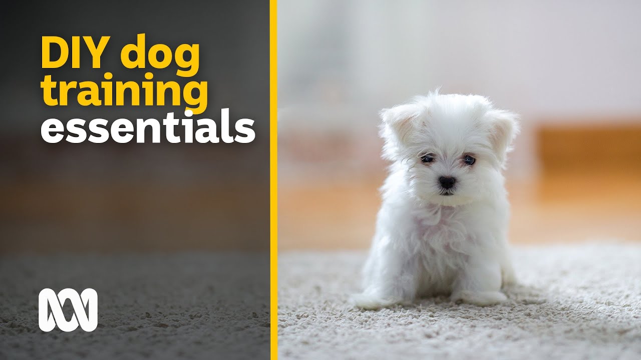 DIY home dog training essentials for lockdown pooch prepping 🐕🐶🐾 ...