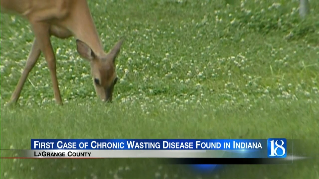 First case of chronic wasting disease found in Indiana - YouTube