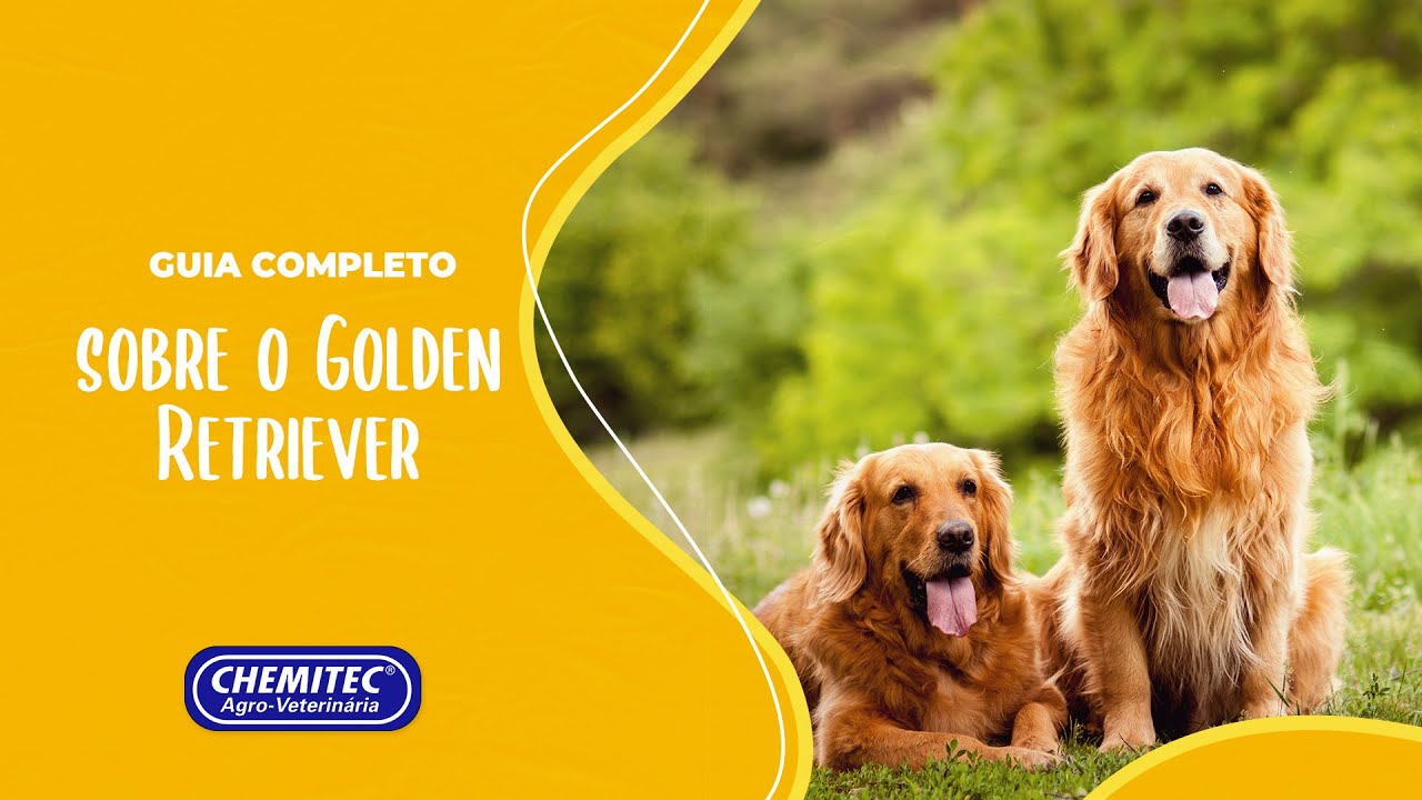 Guia completo sobre o GOLDEN RETRIEVER - YouTube