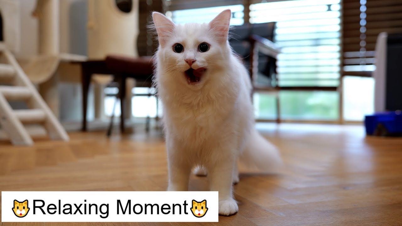Fluffy cats chasing each other in the dining room are fun to watch. 🐱 ...