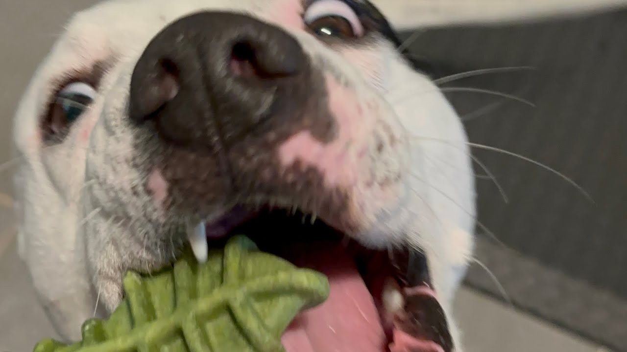 Taste test challenge with my dogs! - YouTube