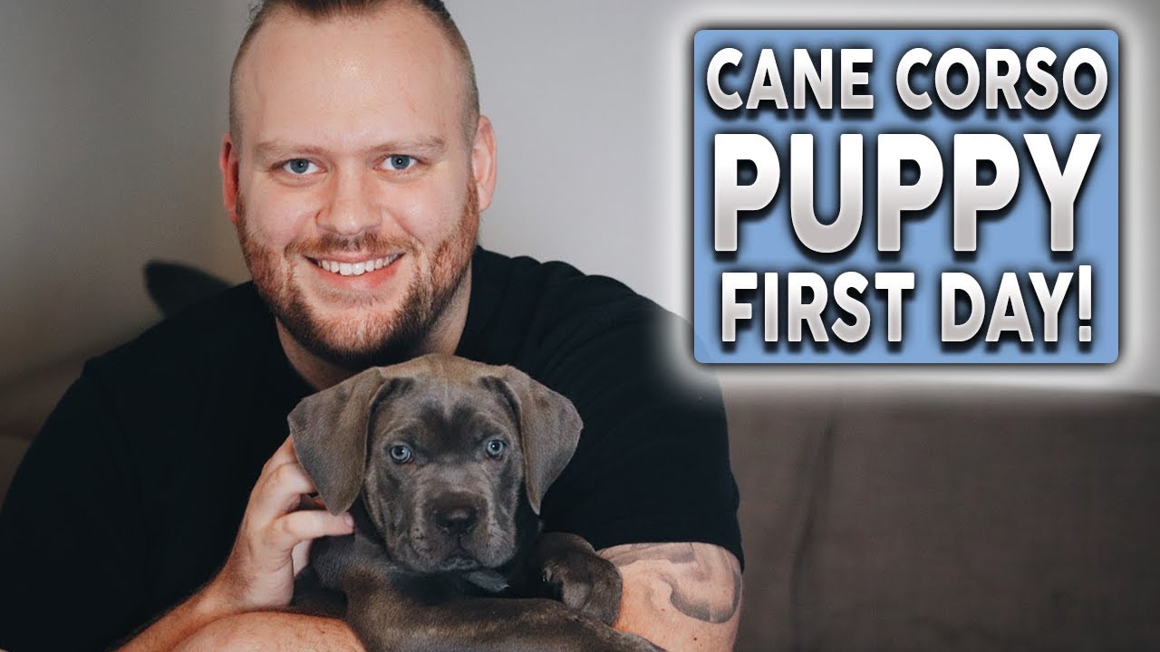 CANE CORSO PUPPY! First Day at Home With Our New Cane Corso Puppy ...