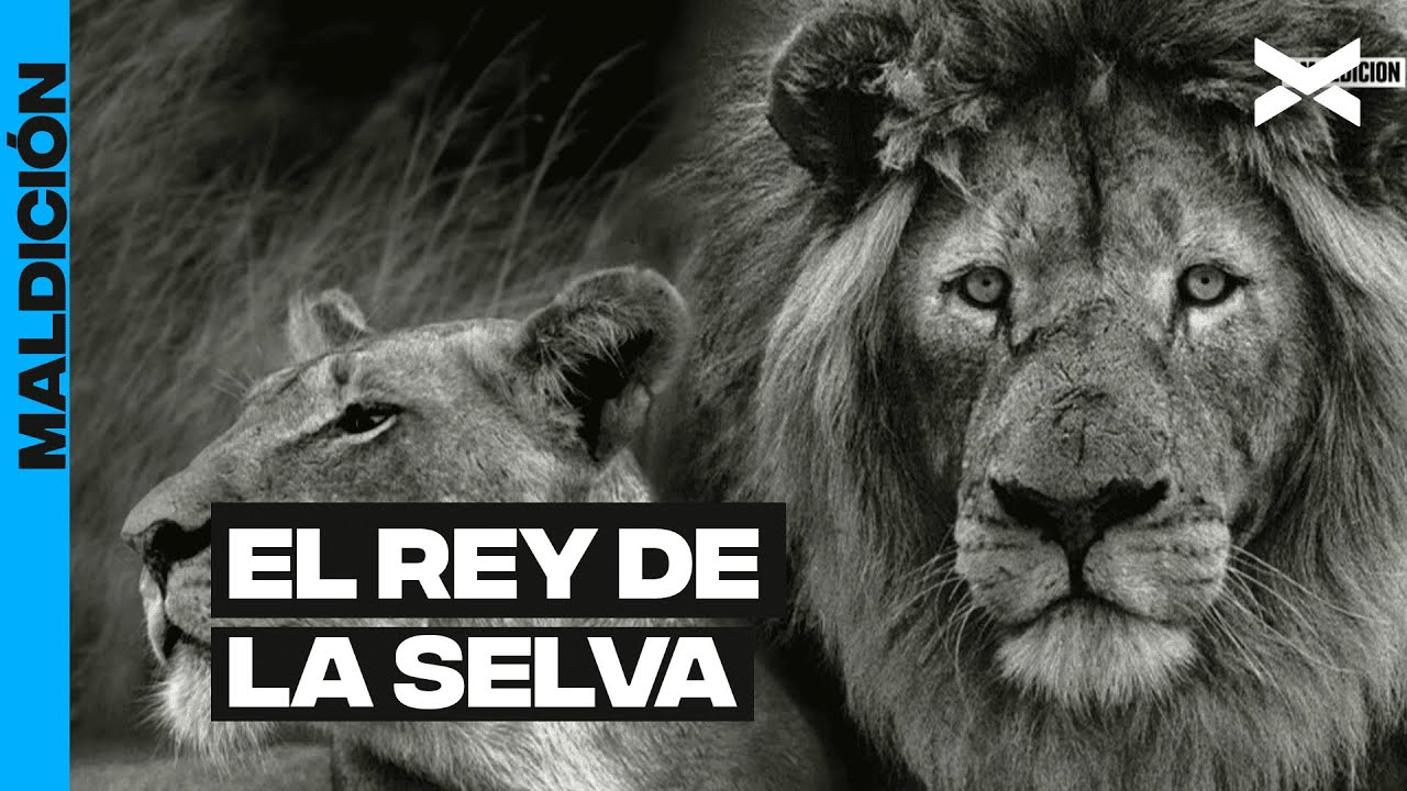 ¡EL REY DE LA SELVA! | #Maldicion | COMPLETO 28/05 - YouTube