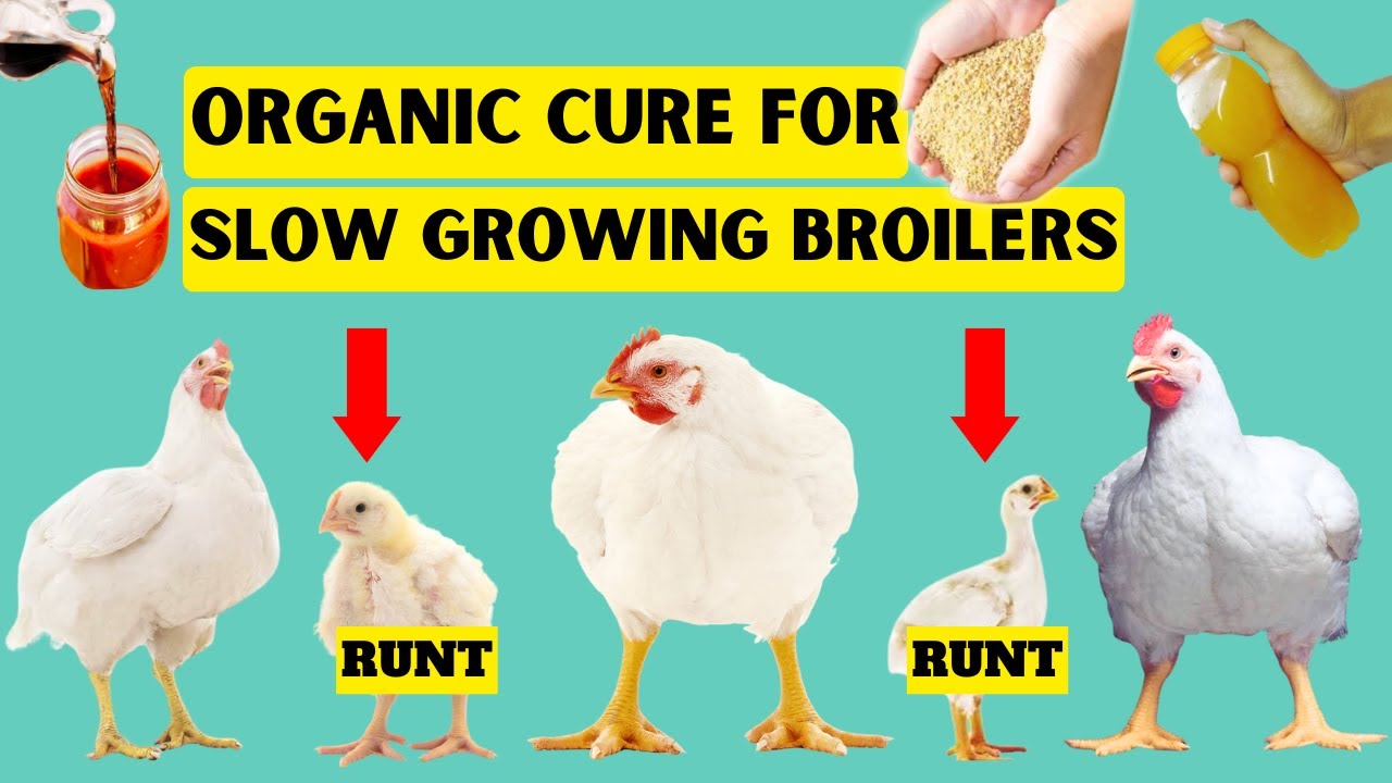 CURE SLOW GROWTH IN BROILERS IN 2 WEEKS | NATURAL CURE FOR POOR GROWING BROILER (RUNTS) - YouTube