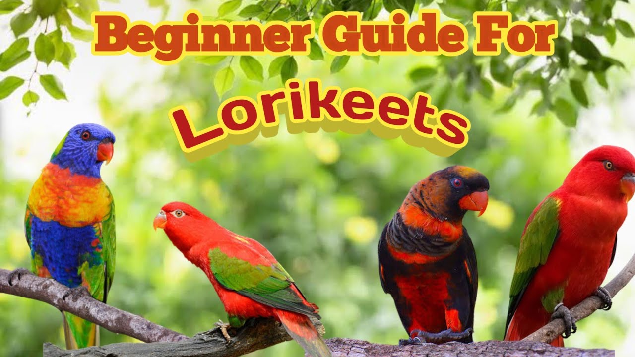 Information About Lorikeets | Lorikeet Guide For Beginners #lori #lorikeet #falconbirdaviary ...