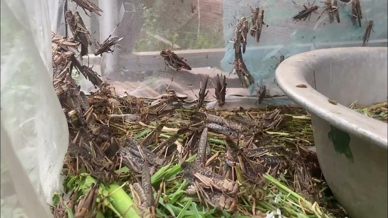 Reproduction of locusts - YouTube