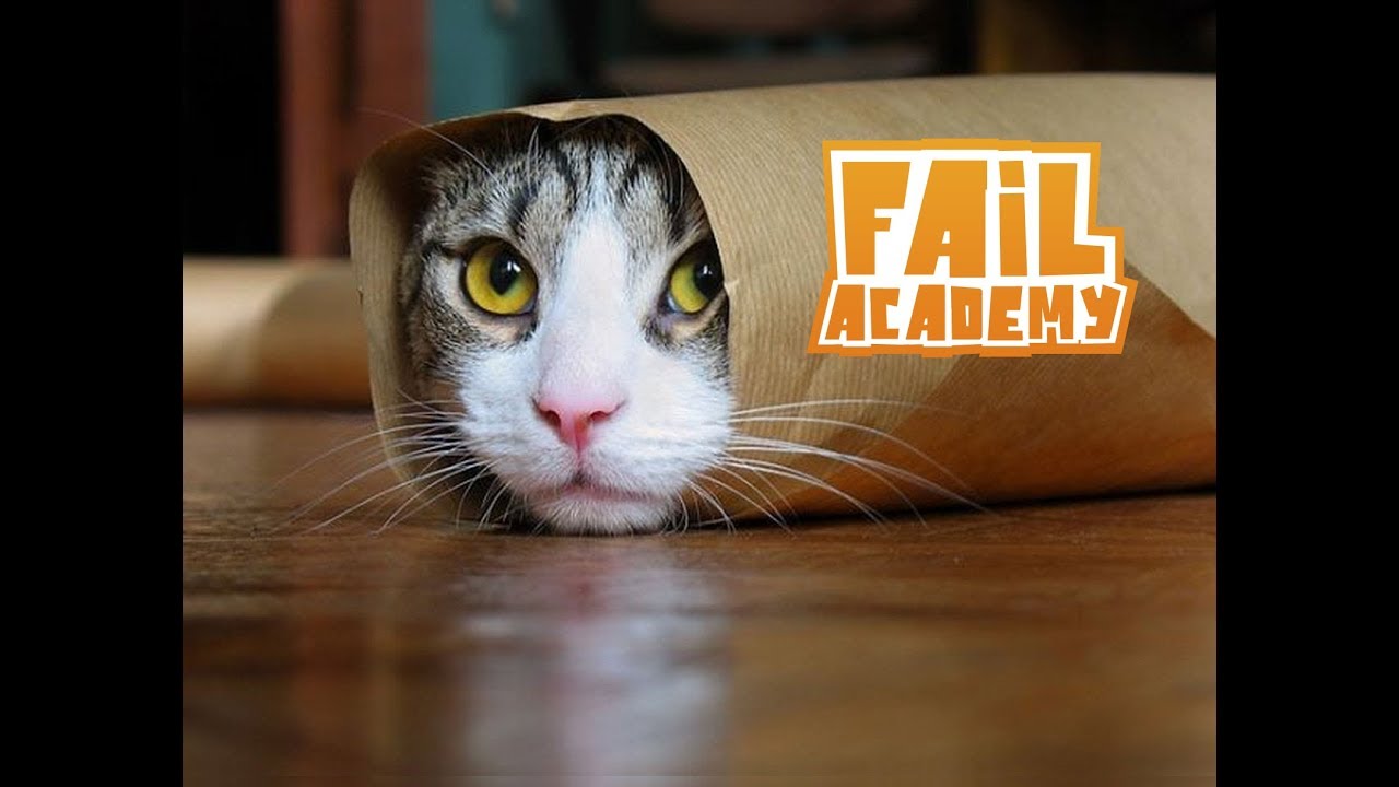 FUNNY DOG AND CAT FAIL COMPILATION | By Fail Academy - YouTube