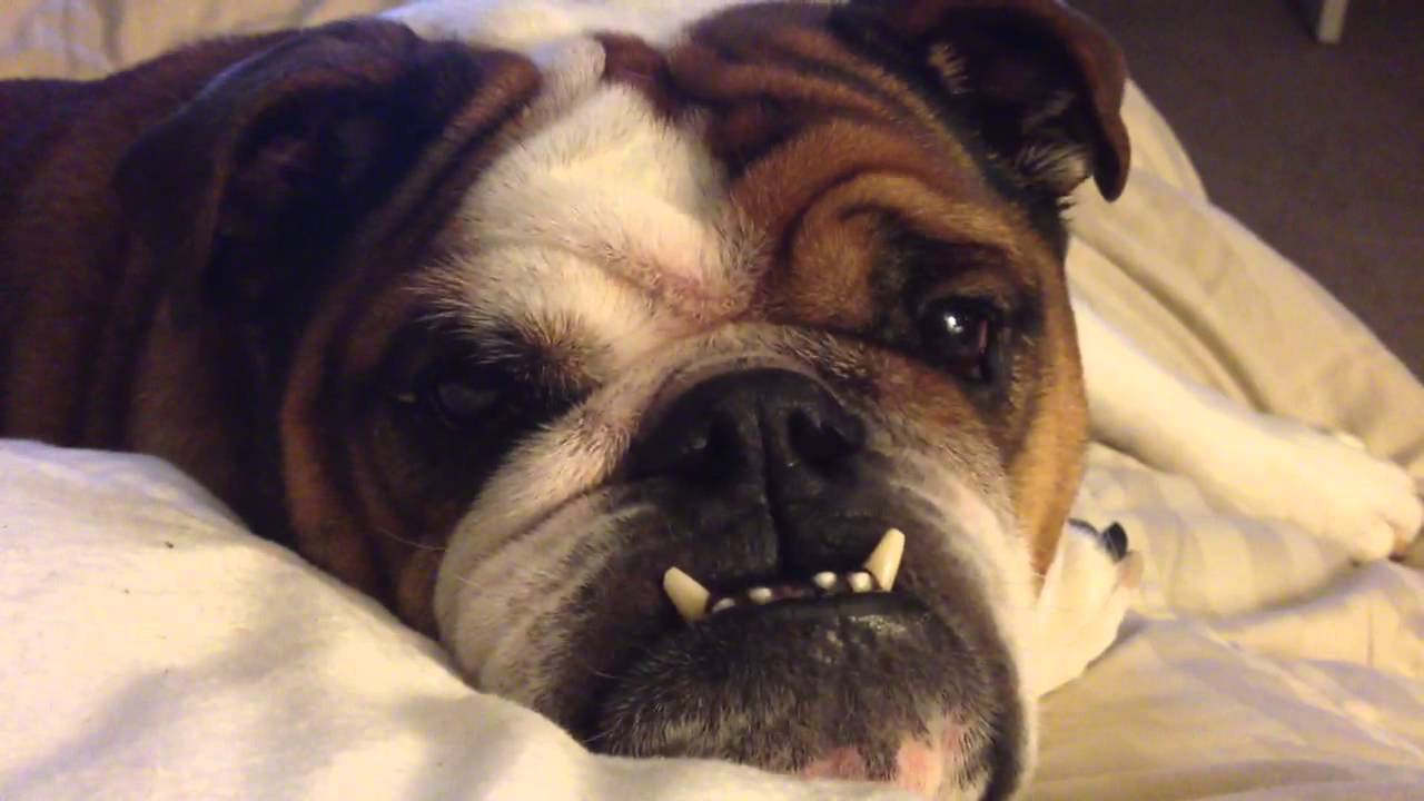 Riley - RIP our beautiful bulldog! - YouTube