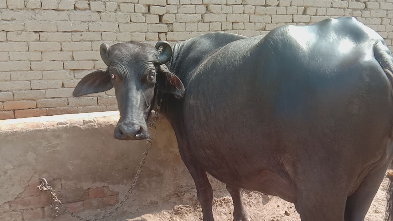 Beautiful Buffalo for sale in pakistan on youtube 04-06-2020 - YouTube