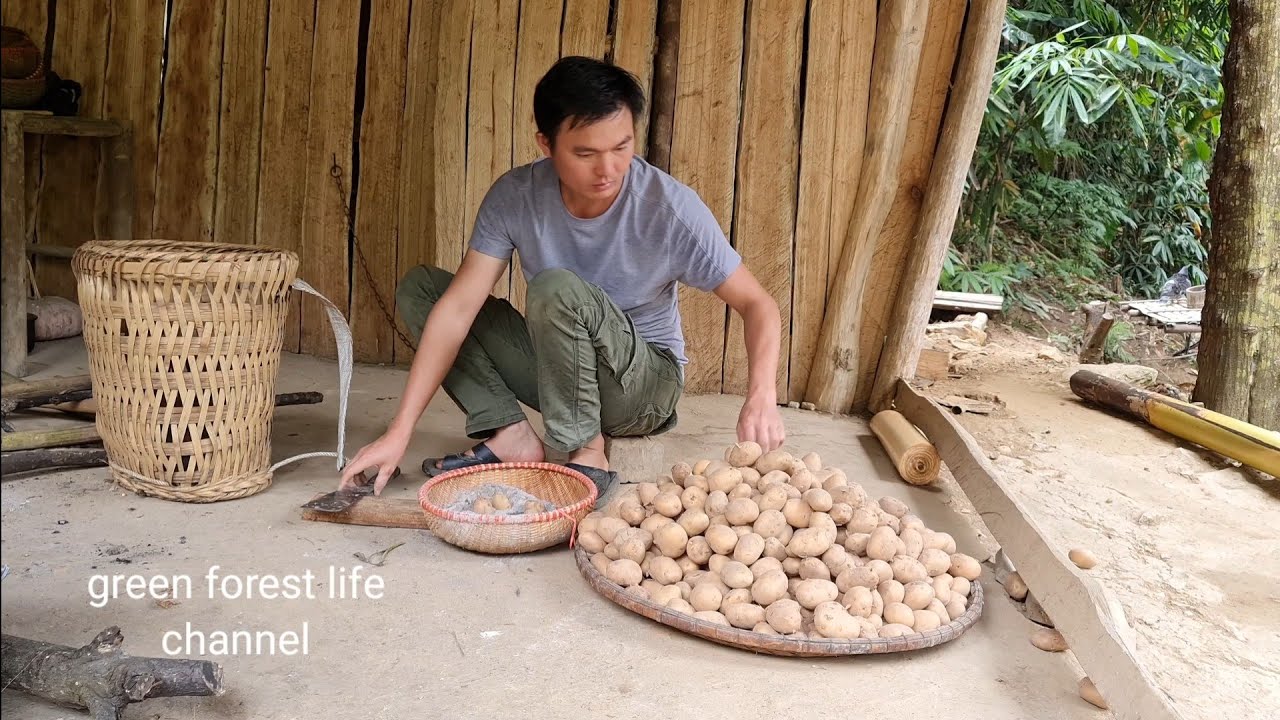 Robert grows potatoes and takes care of vegetables. Green forest life ...