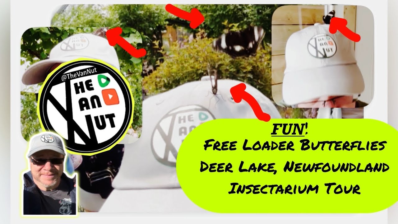 Insectarium Deer Lake Newfoundland. Butterfly Hitch Hiker @TheVanNut ...