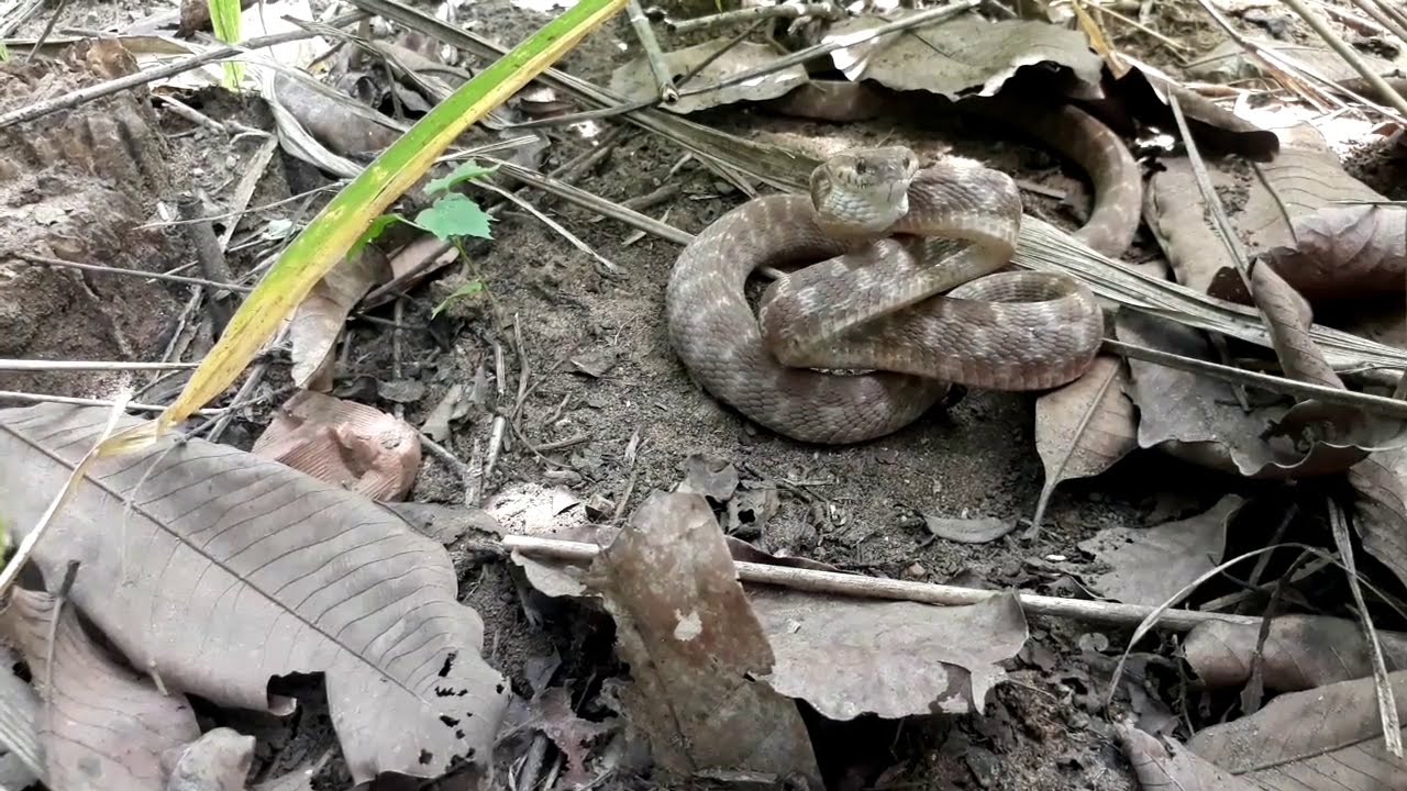 sri lankan snake le mapila| ලේ මාපිලා - YouTube
