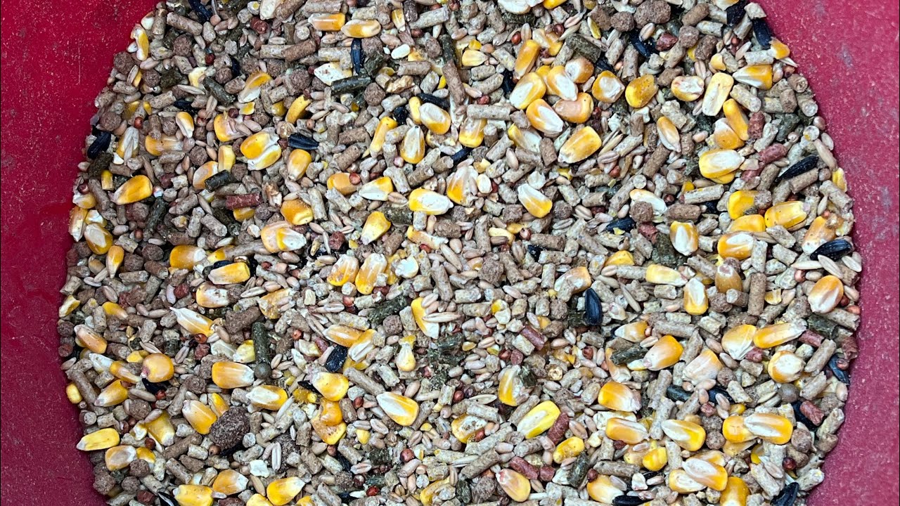 Our 15% Protein Gamecock Mix Year Around Ration. - YouTube