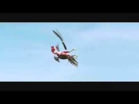 Kungfu Rooster