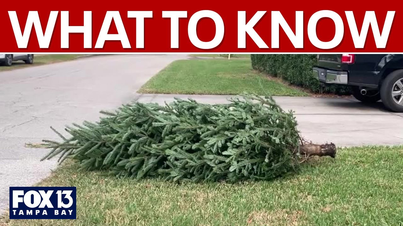 Guidelines to Christmas tree pick up - YouTube