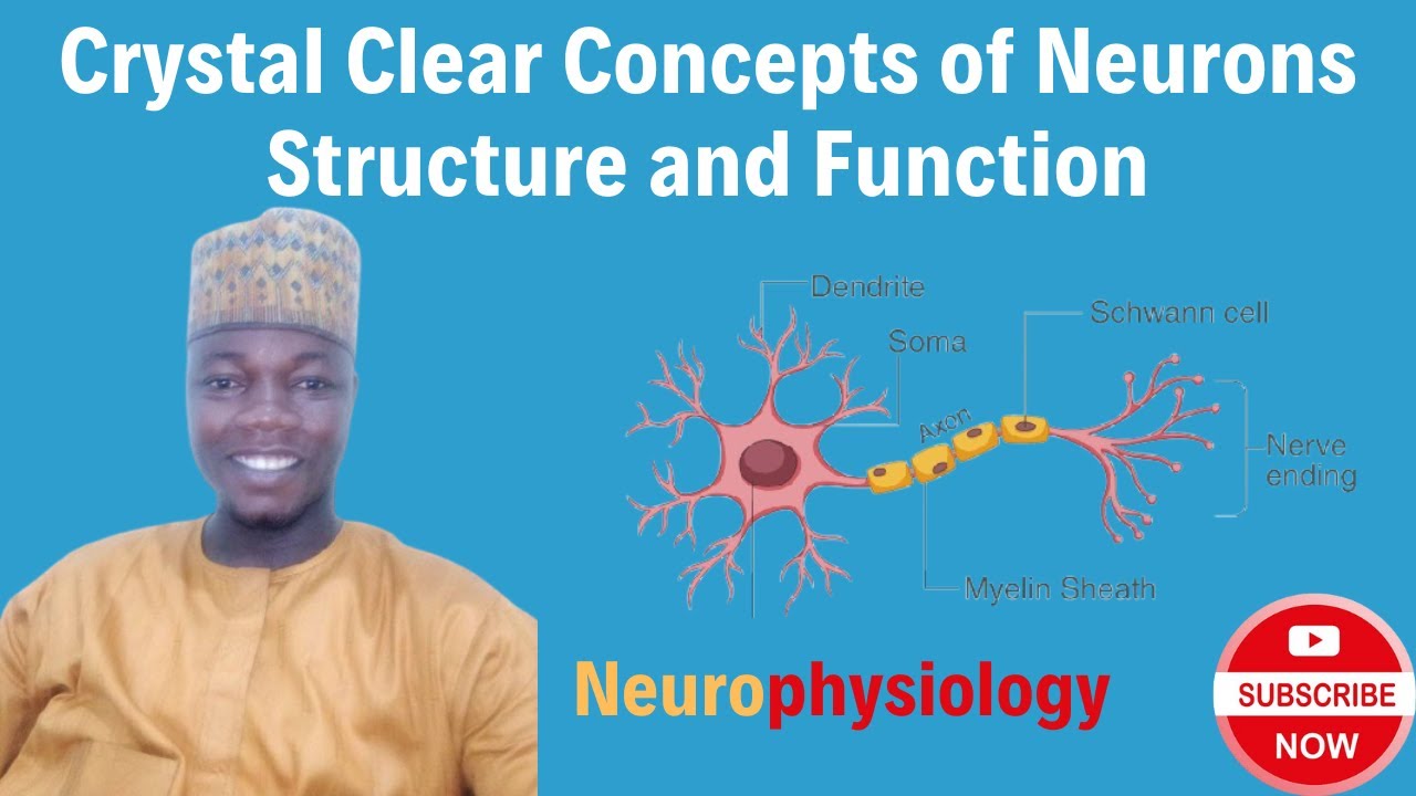 Introduction to Neurophysiology_Learn the basics of neurons. - YouTube