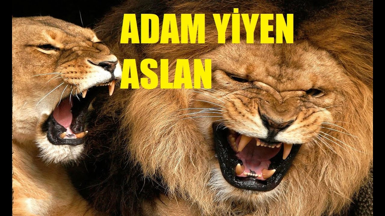 adam yiyen aslan - YouTube