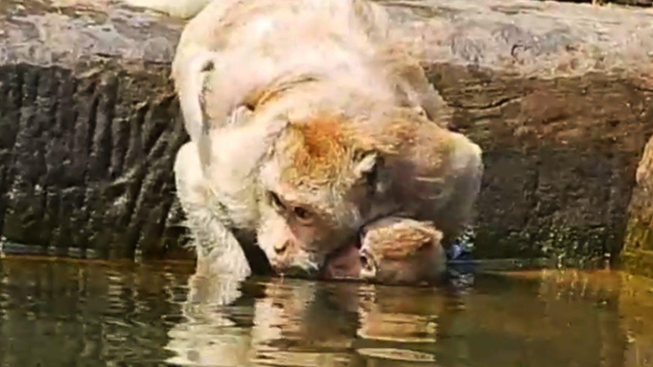 Amazing mother monkey carries biggest baby swimming | monkeys swim in ...