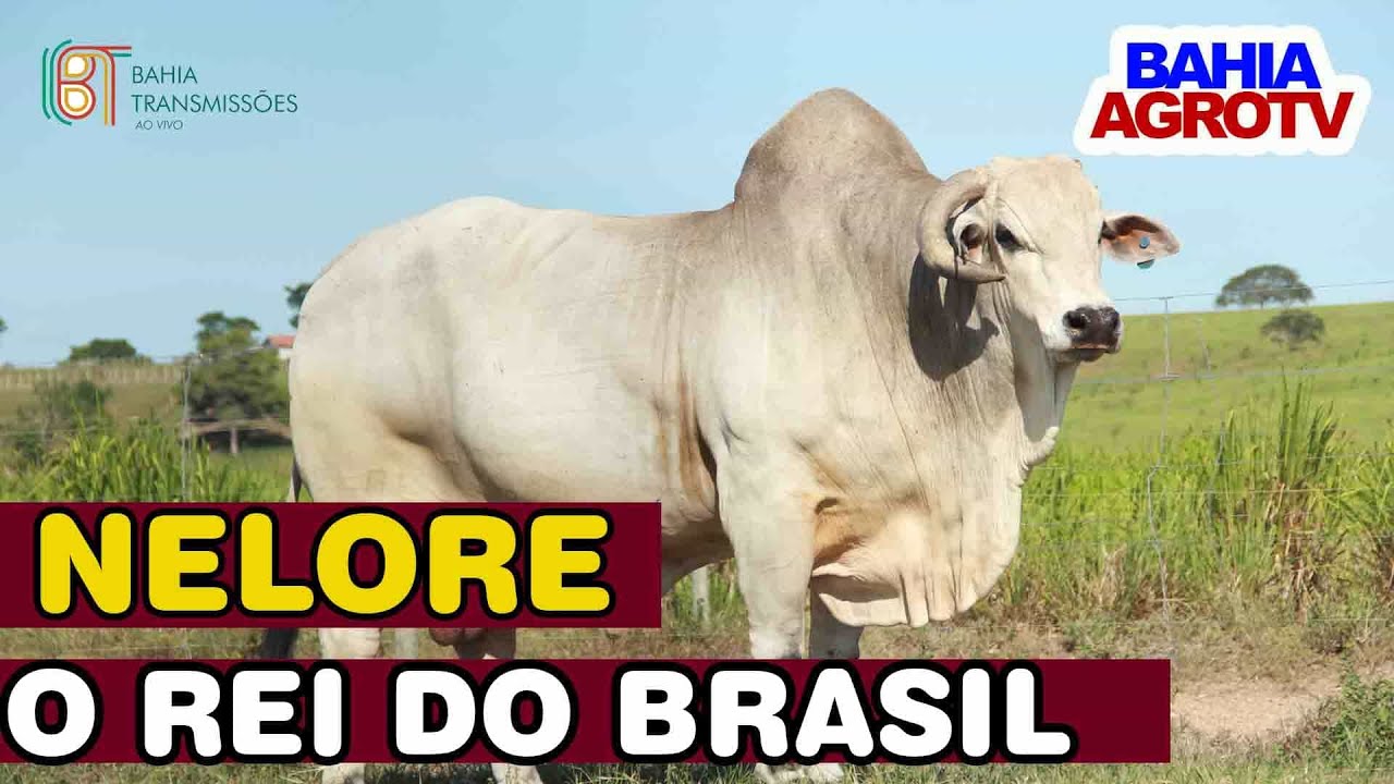 NELORE E SUAS CARACTERISTICAS QUE CONQUISTOU O BRASIL #nelore # ...