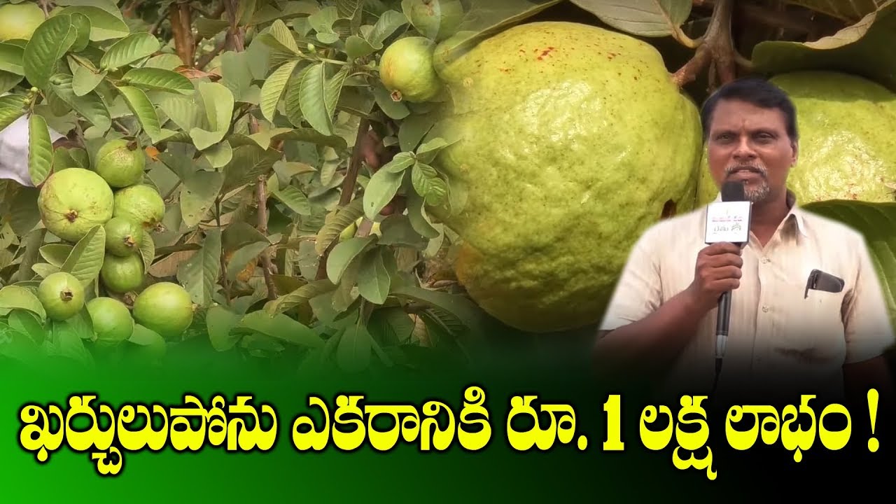 How To Earm Profits With Guava Crops || Guava Cultivation || SumanTV ...