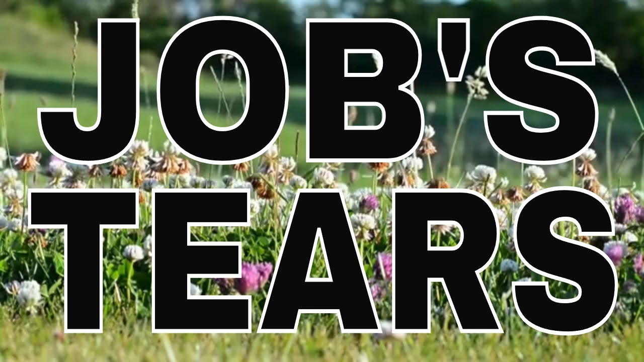 JOB'S TEARS - YouTube