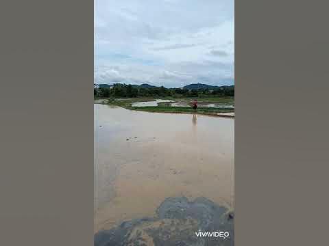 Hnub no mu cog liaj sab kawg li 7/6/2020 - YouTube