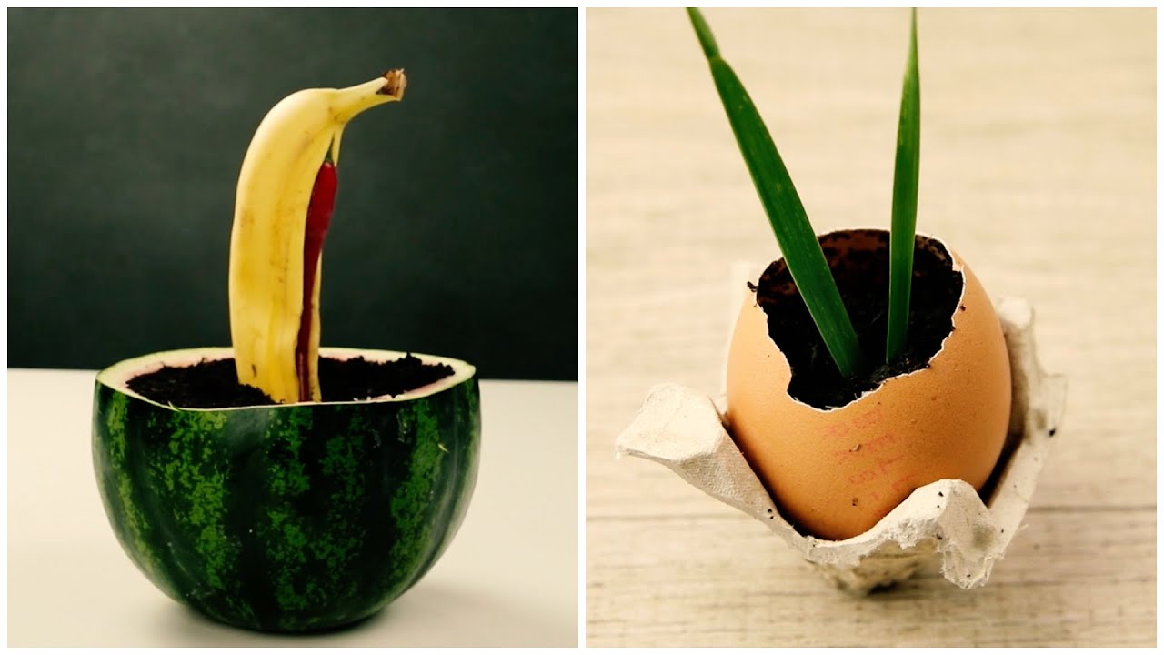 RE-GROW VEGGIES INTO IMPRESSIVE HOUSE PLANTS 🌱 - YouTube