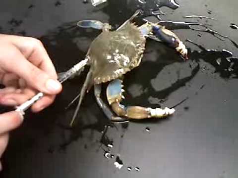 Hemolymph Extraction - YouTube