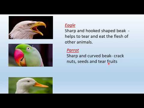 Grade 3 Science - YouTube