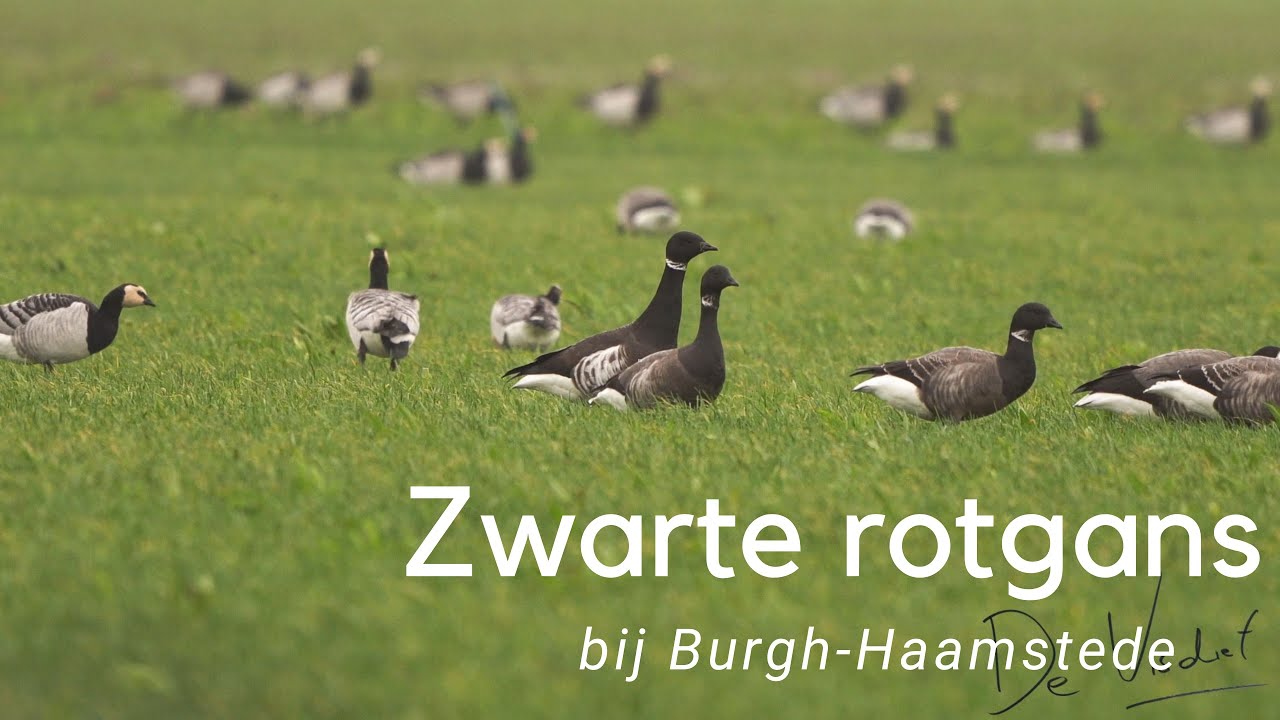 Zwarte rotgans bij Burgh Haamstede #846 - YouTube
