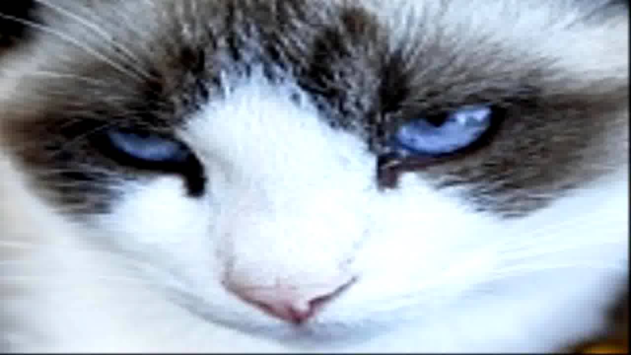 Effective approach towards cats - YouTube