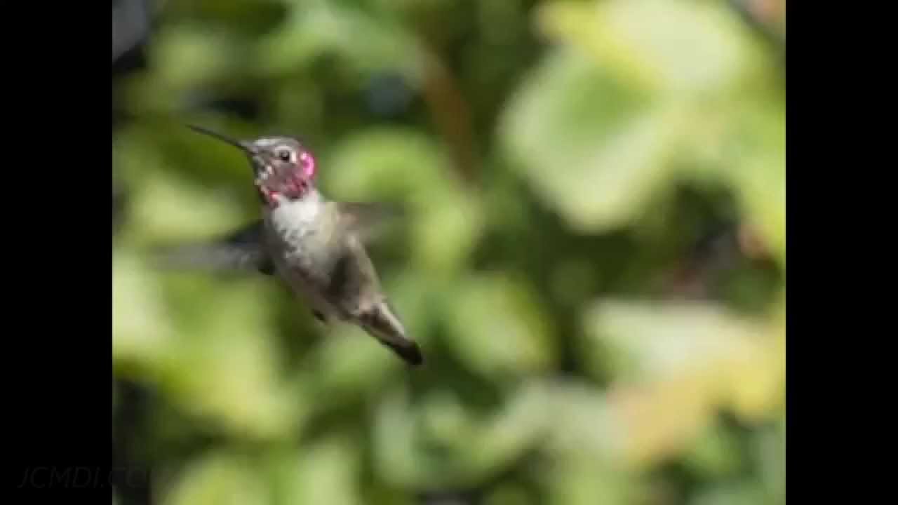 Slow Motion Hummingbirds B-Reel Collection 2 V19008 - YouTube
