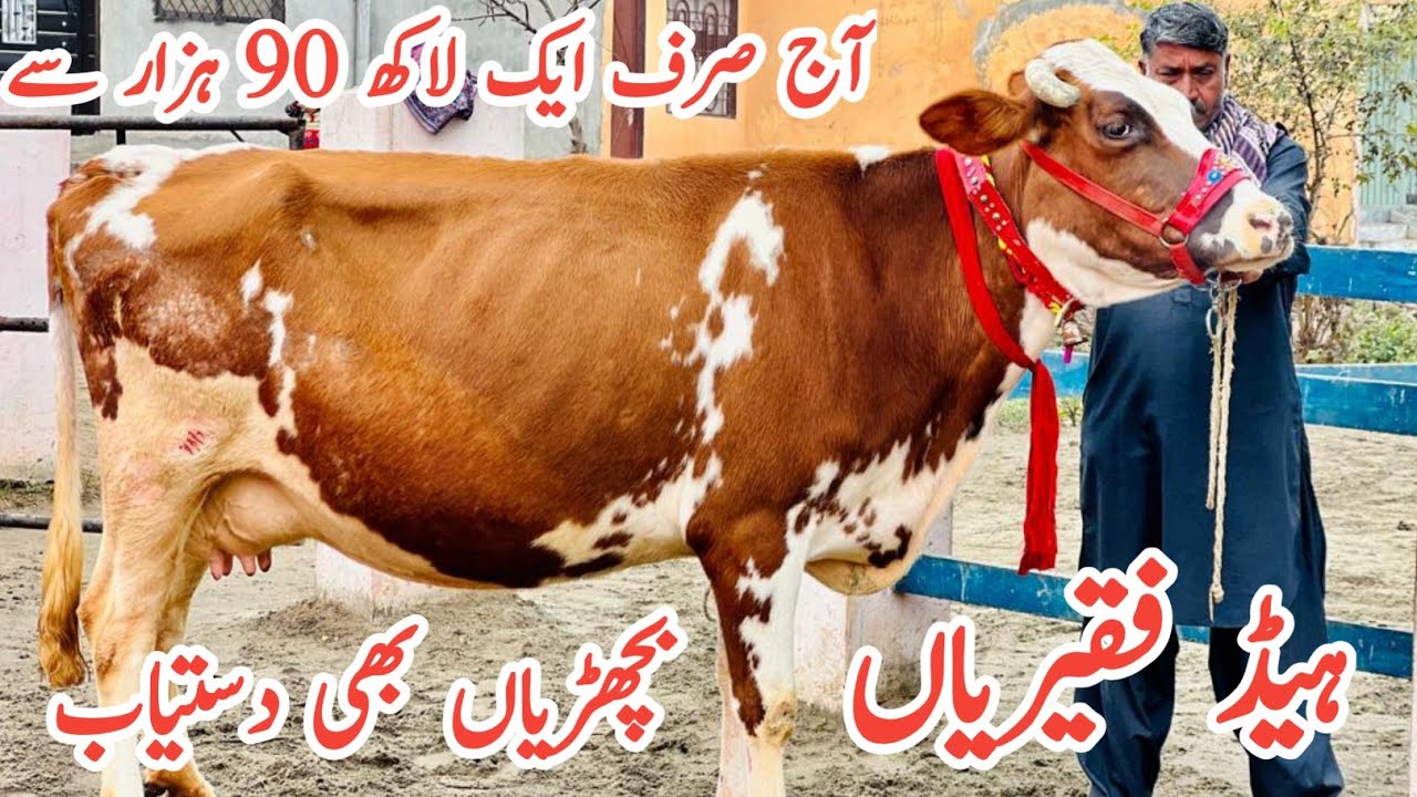 Red Frisian cows | Australian cows | Best breed ever - YouTube