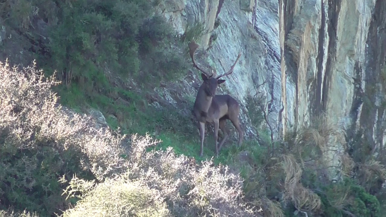Free range fallow deer - YouTube