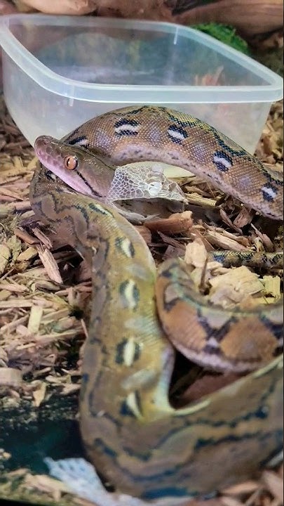 SD Reticulated python shedding 🐍🛸 #reptiles #snakes #snake #pets #pet #reticulatedpython #retic ...