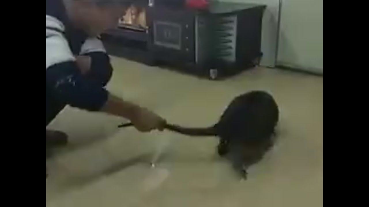 CHINESE BOY CATCHING HUGE RAT - YouTube