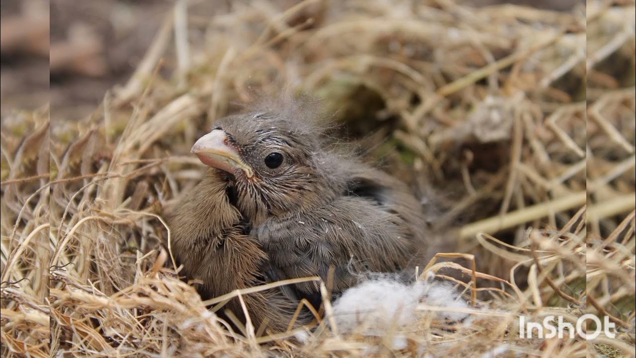 What A Bird Thought poem YouTube what-a-bird-thought-poem-youtube