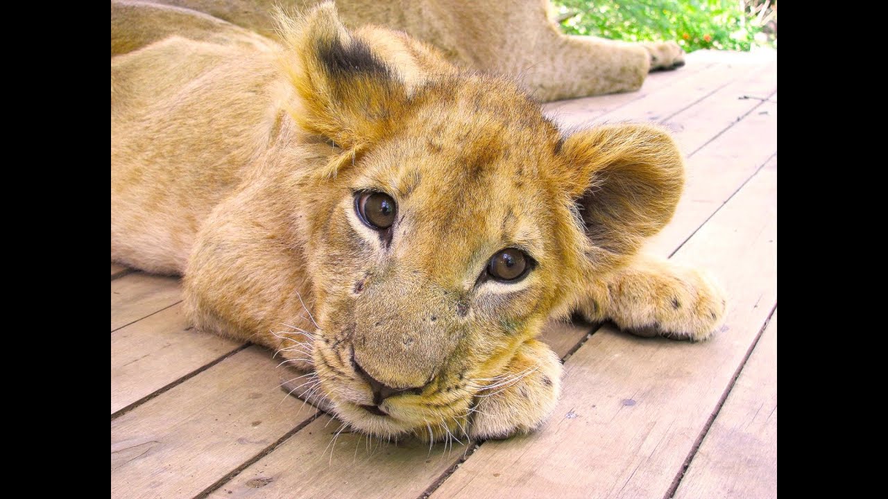 Volunteer in Africa - Chipangali Wildlife Orphanage - YouTube