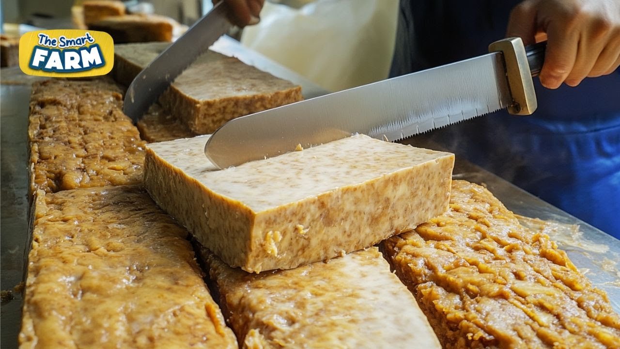 Tempeh Lovers: Watch This Tempeh MEGA FACTORY Processing Tempeh Like a ...