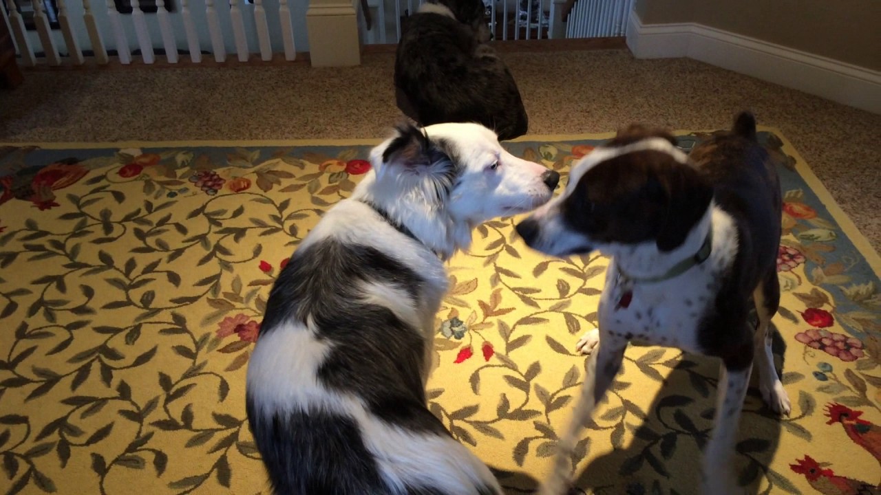 Video of adoptable pet named Buddy - YouTube