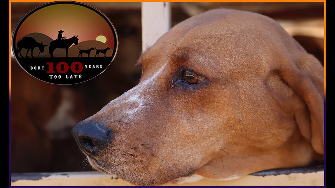 The Ladies ... hunting with all female hounds - YouTube