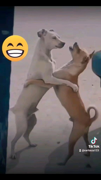 EL PERRO FIRULAIS Y TILIN BAILANDO UN VALS #comedia - YouTube