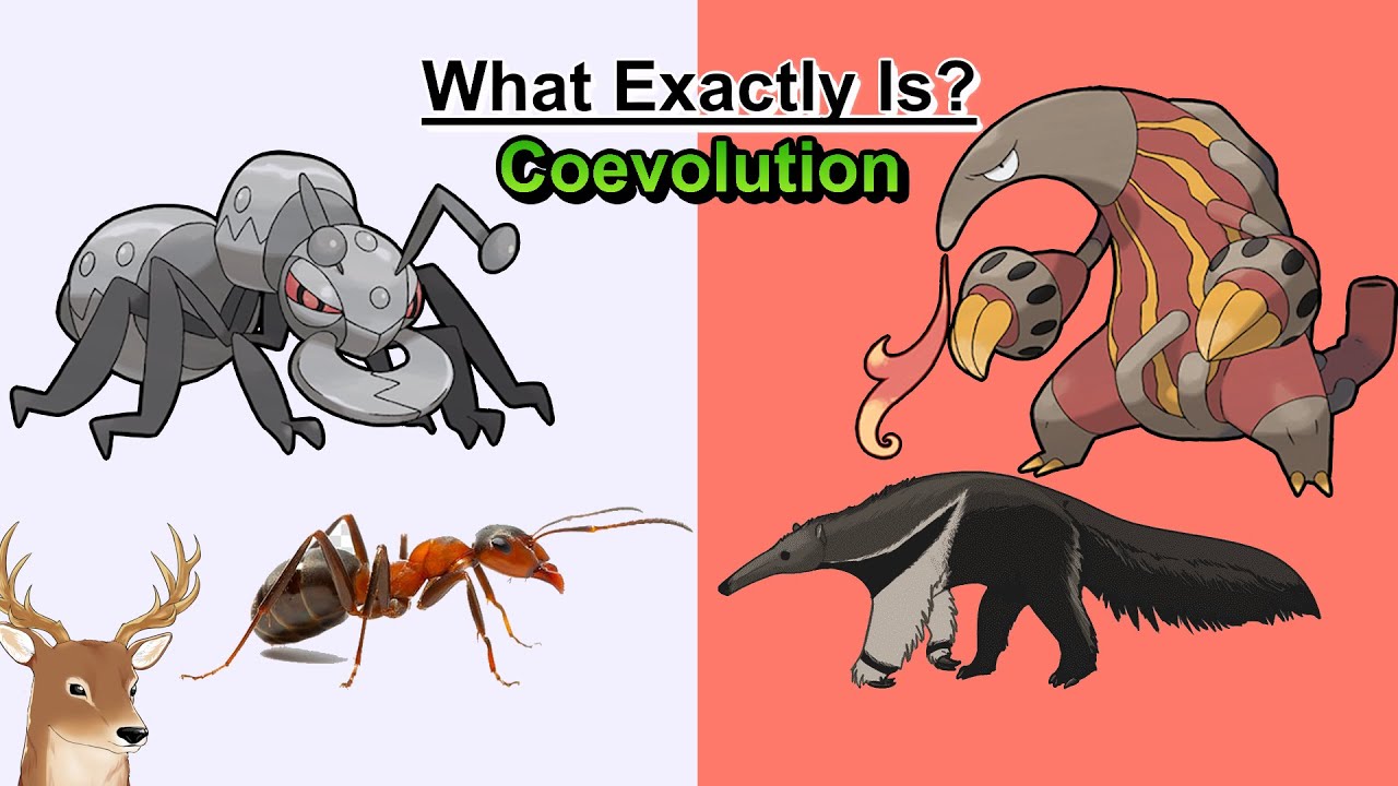 What Exactly is: Coevolution and the Case of Durant vs Heatmor - YouTube