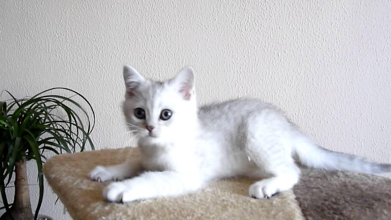 black silver shaded - YouTube