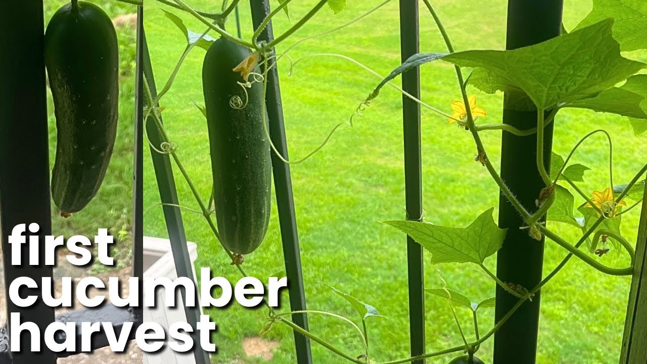 Growing cucumbers on apartment balcony | container gardening - YouTube