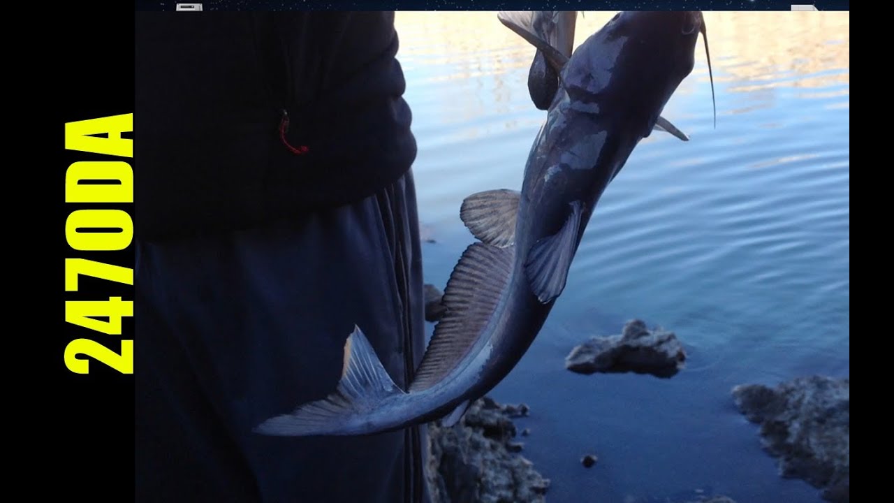 Dam Catfish Fishing using cut bait part 2- 247 OutDoor Addiction - YouTube